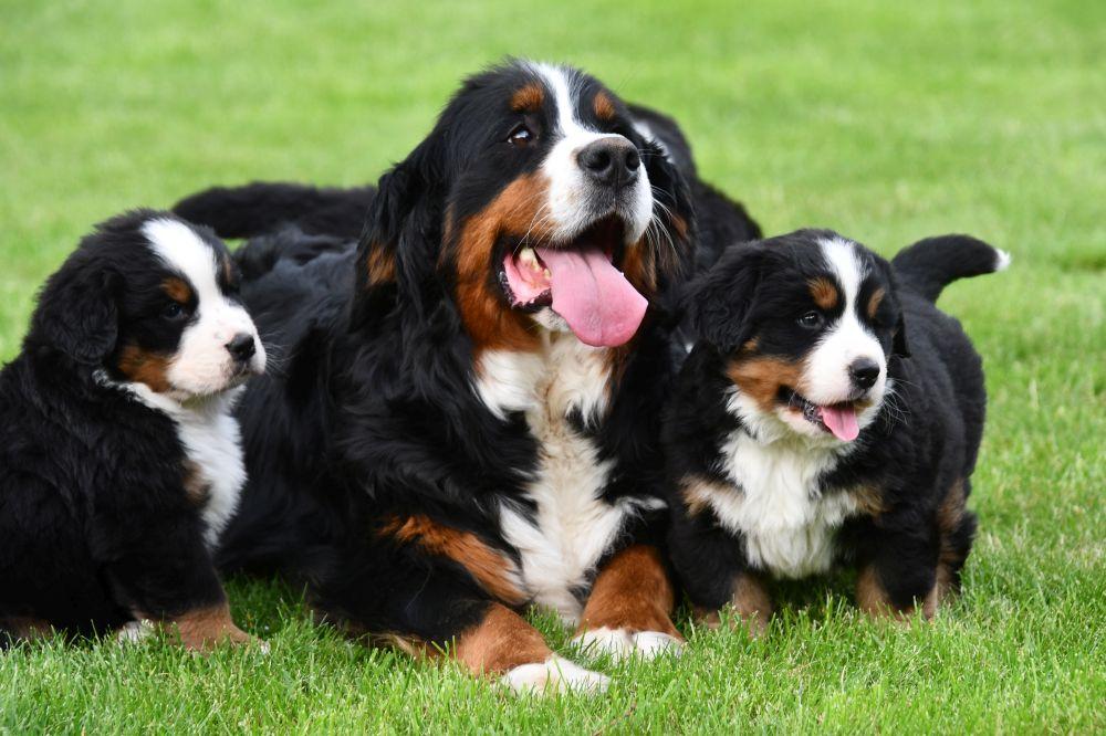 Berner Sennen Pups Te Koop | Ouders Aanwezig