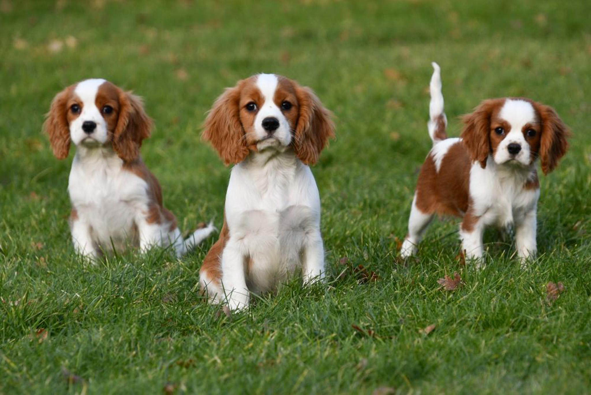Cavalier King Charles Spaniël Pups Te Koop | Erkende Fokker