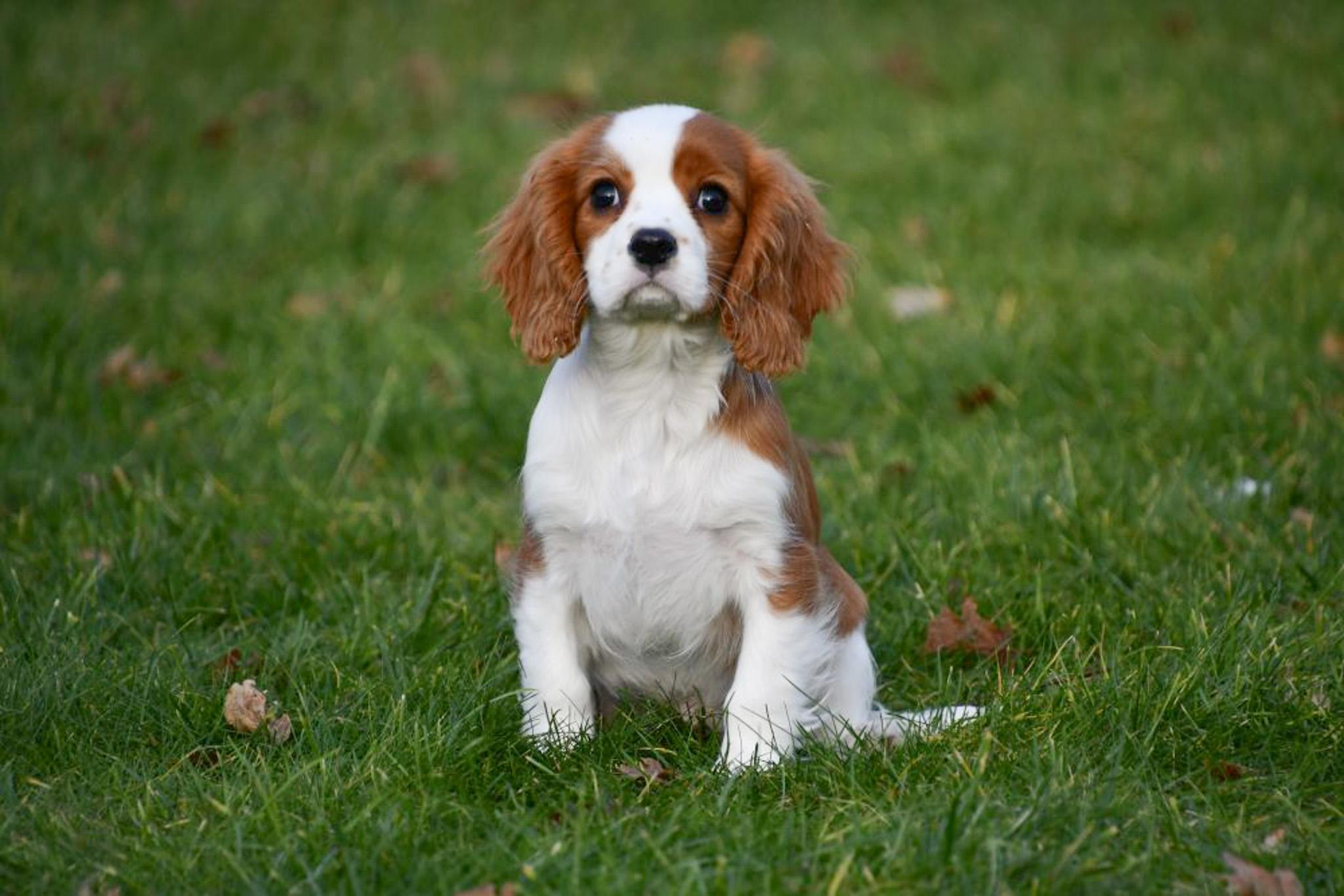 Cavalier King Charles Spaniël Pups Te Koop | Erkende Fokker