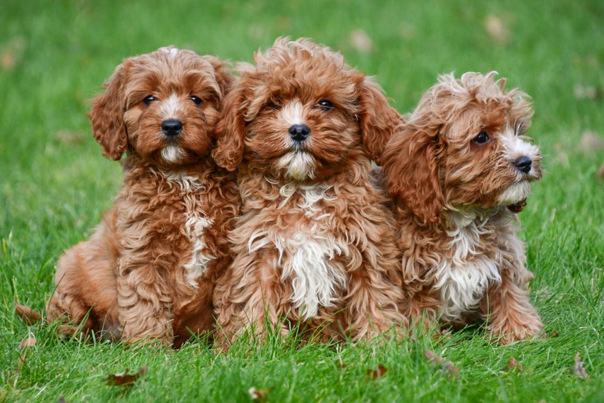 Cavapoo Pups Te Koop | Erkende Fokker | Prijs