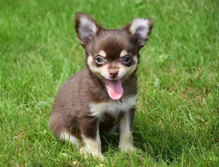 Chihuahua Pups Te Koop | Erkende Fokker