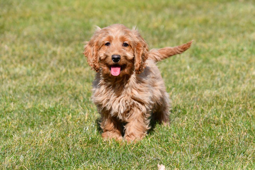 Chiots Cockapoo à vendre | Éleveur certifié