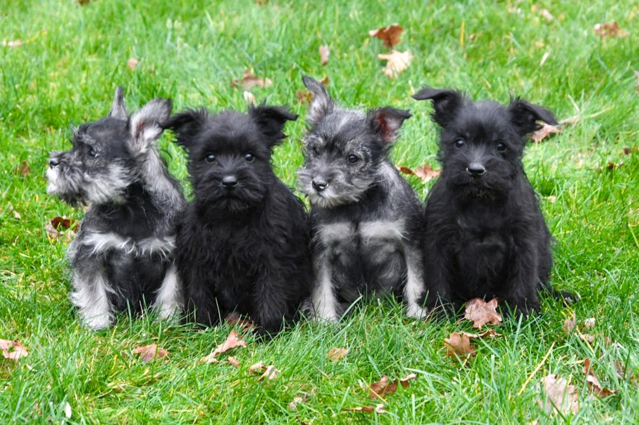 Dwergschnauzer Pups Te Koop | Erkende Fokker