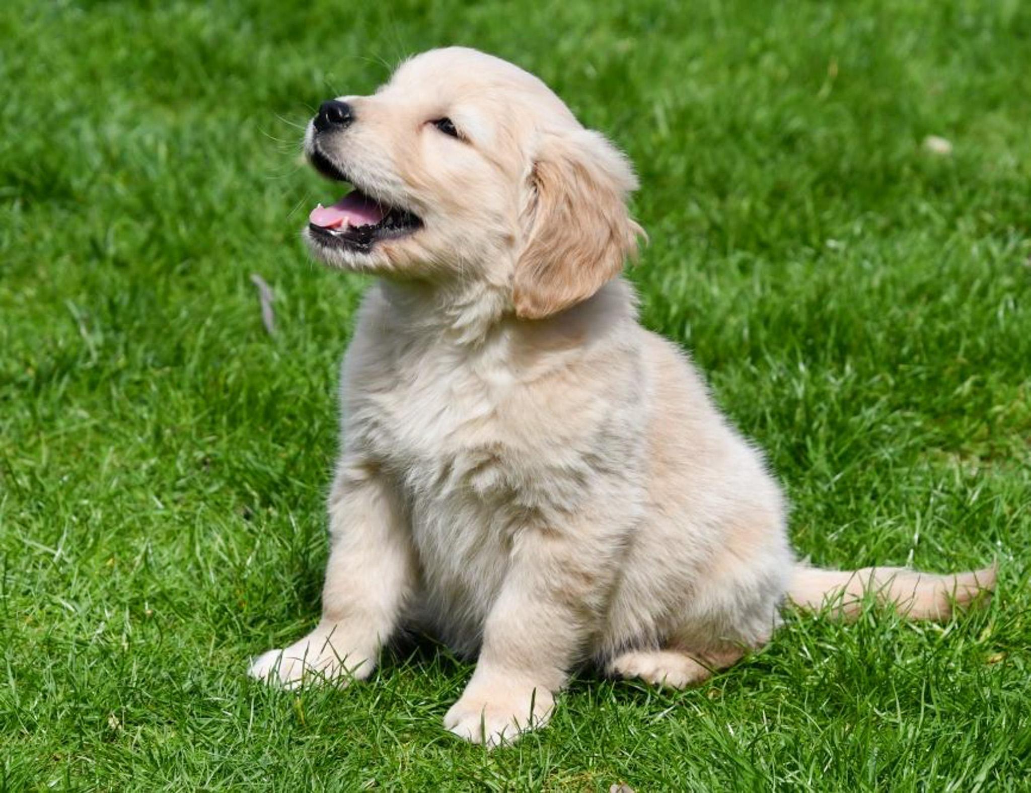 Golden Retriever Pups Te Koop | Erkende Fokker.