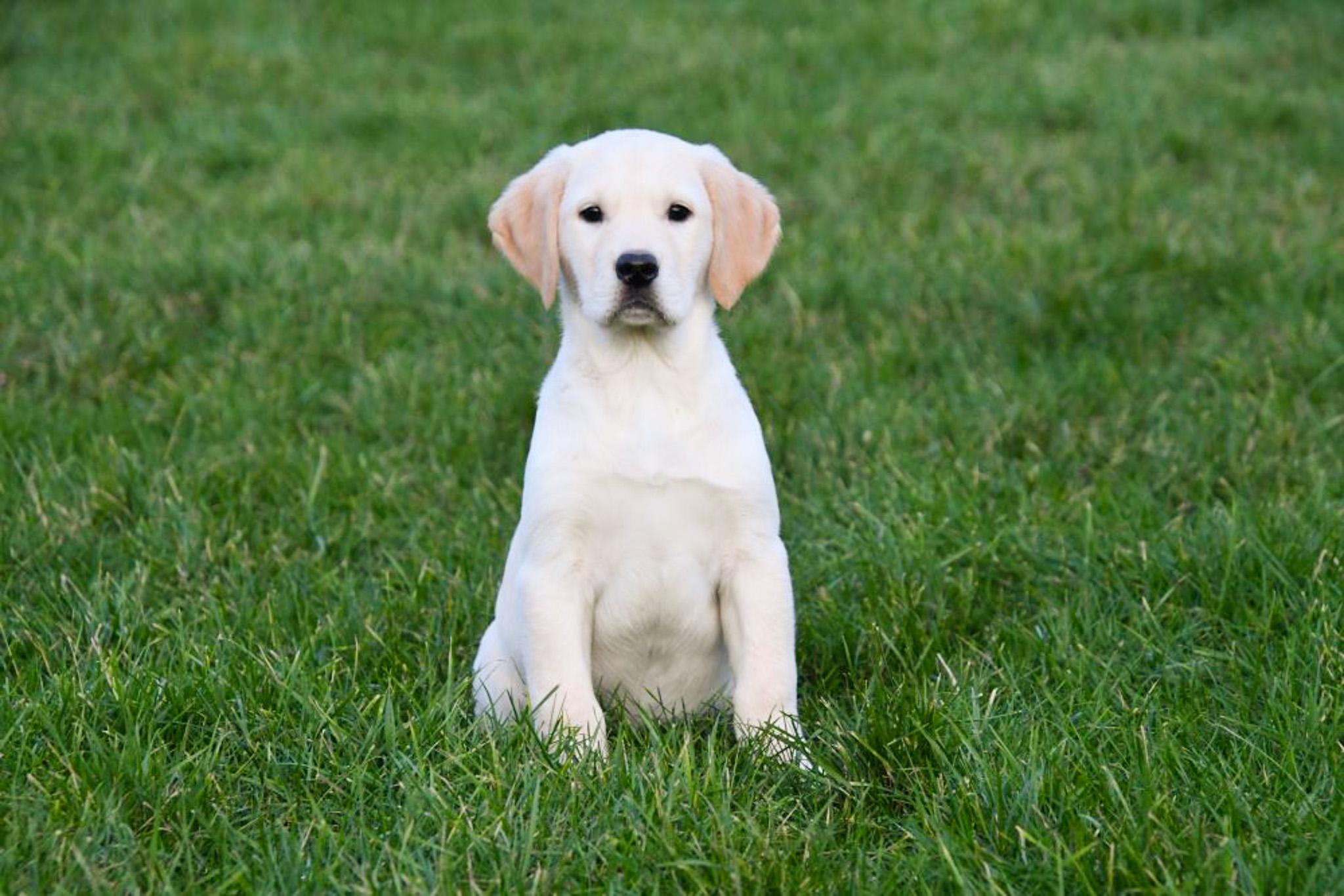Blonde Labrador Pups Te Koop | Erkende Fokker.
