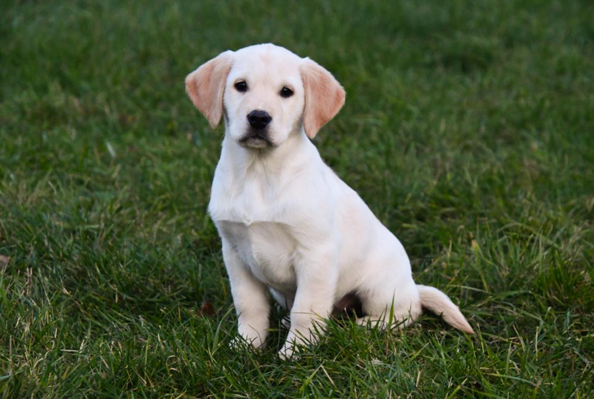 Chiots Labrador Blonds à Vendre | Éleveur Certifié.