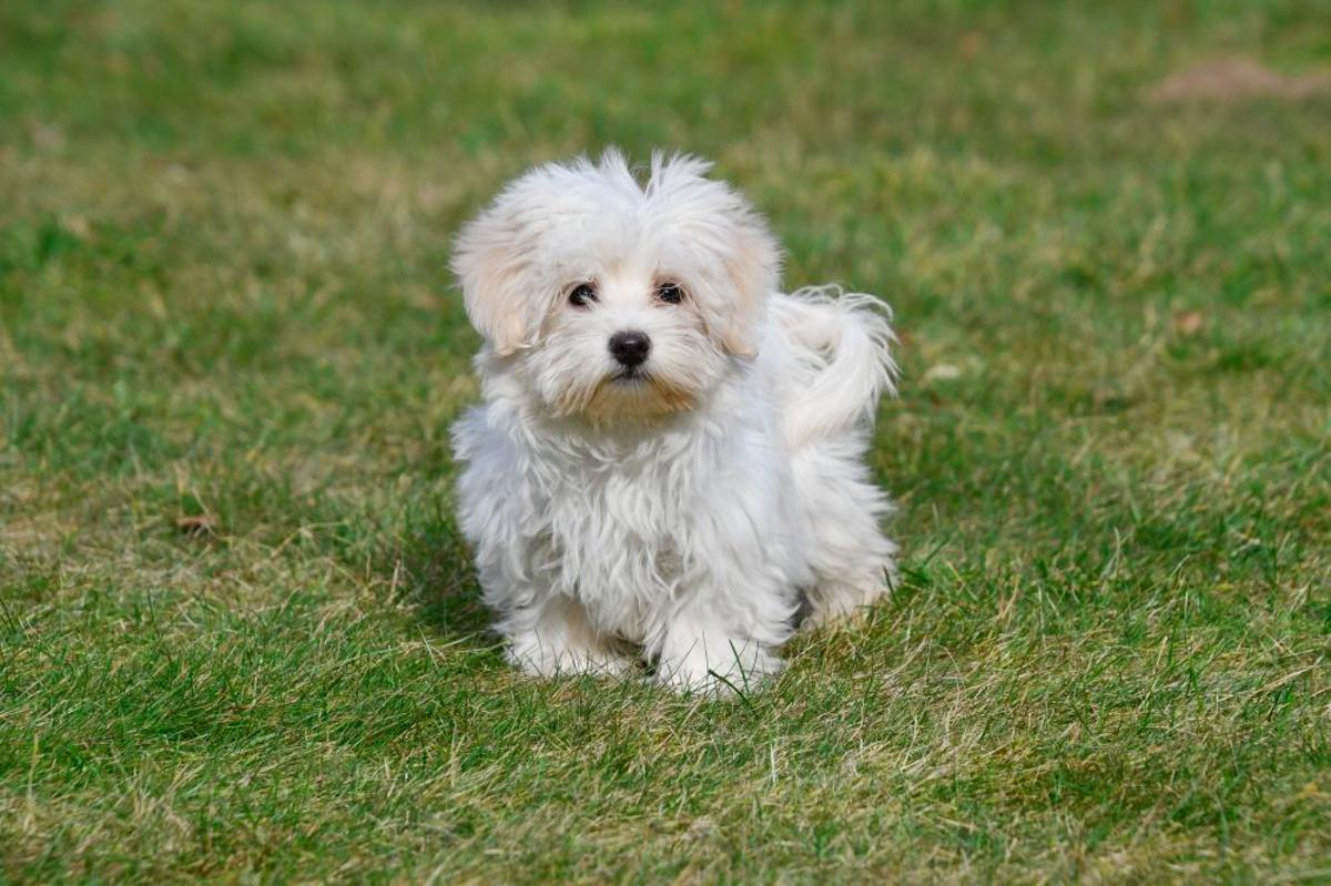 Maltezer Pups Te Koop | Erkende Fokker.