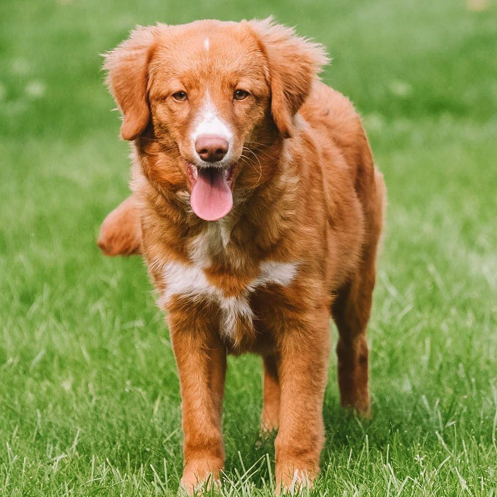 Nova Scotia Duck Tolling Retriever Pups Te Koop.