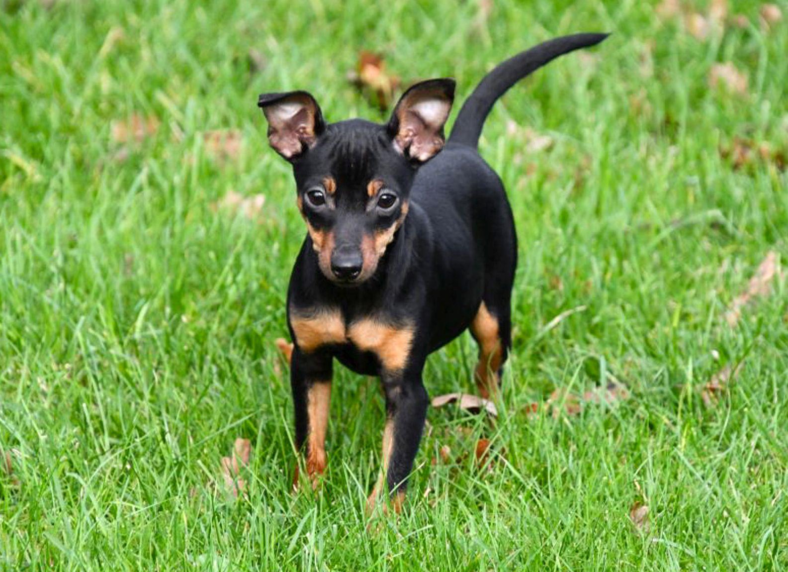 Chiots Pinscher Nain à Vendre | Belgique