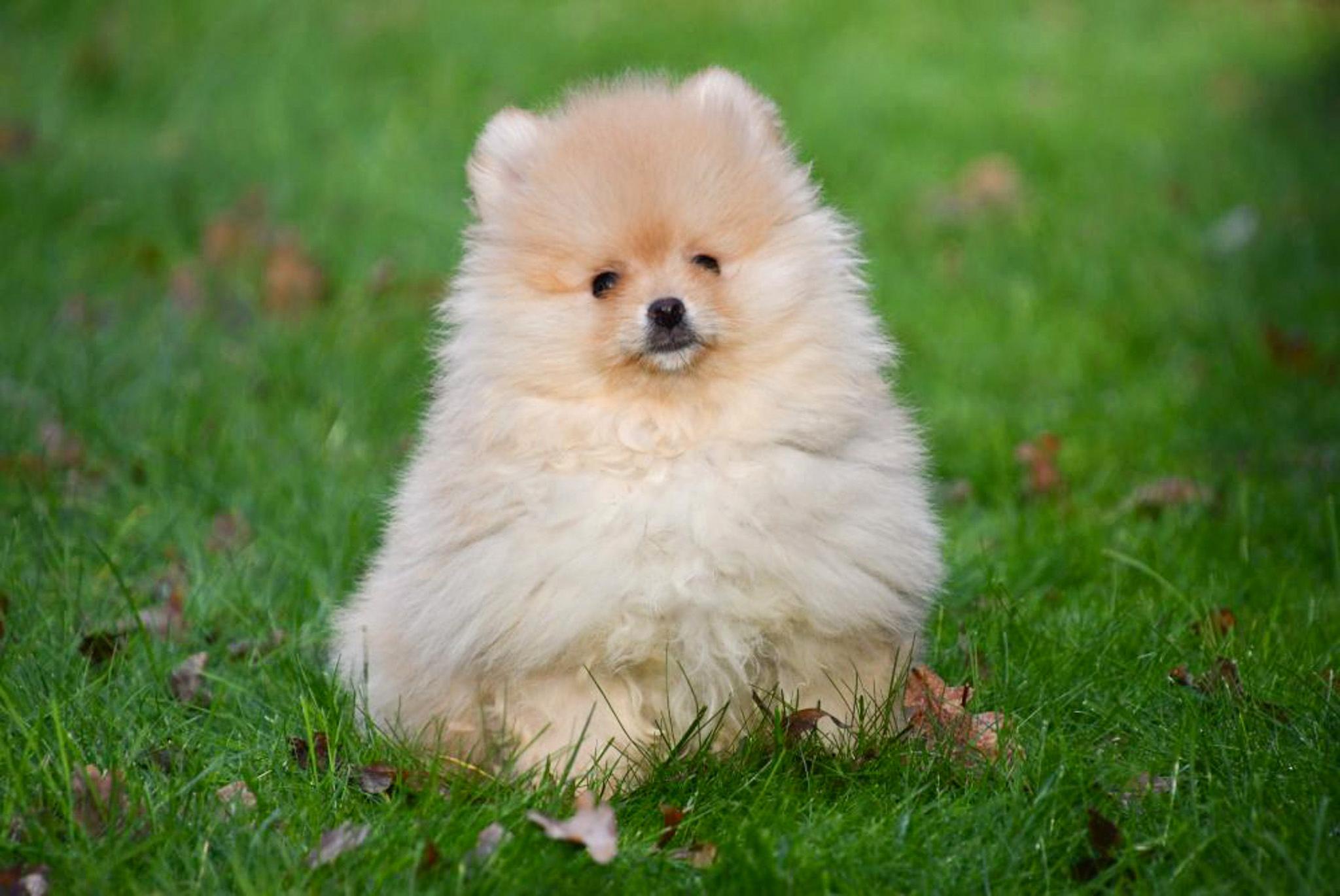 Pomeriaan Pups Te Koop | Dwergkeeshond Pups | Prijs