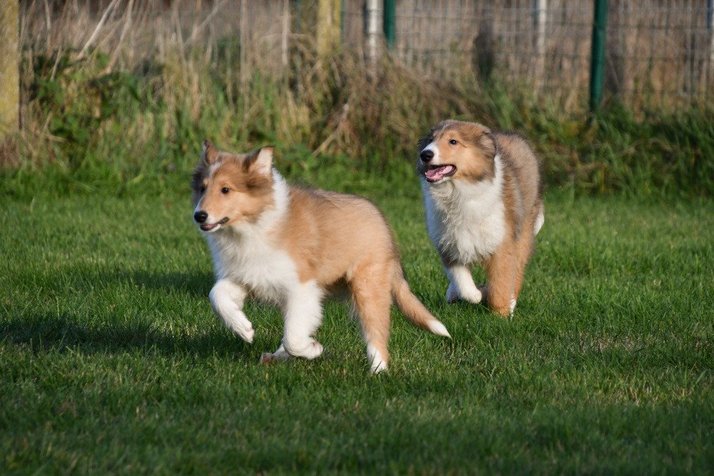 Chiots Colley à Poil Long à vendre | Éleveur certifié