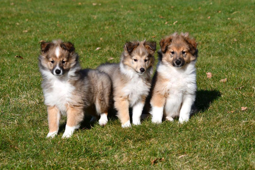 Sheltie Pups Te Koop - Erkende Fokker - België