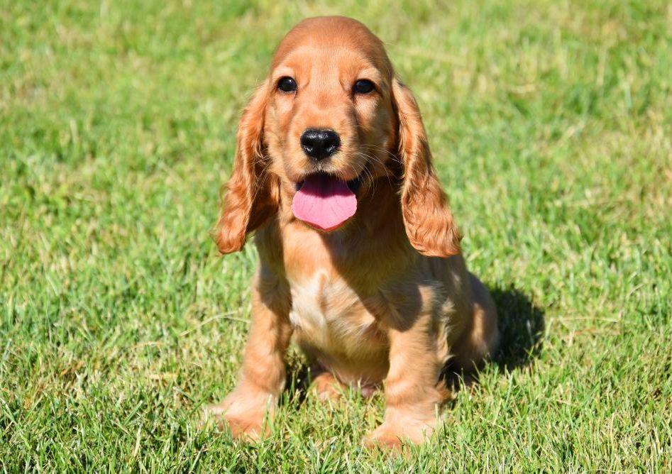 Engelse Cocker Spaniël Pups Te Koop | Erkende fokker