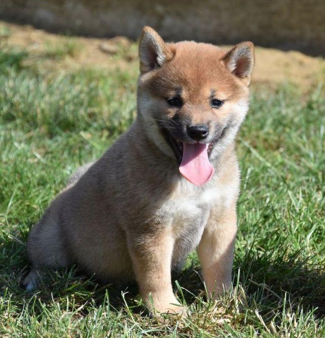 Shiba Inu Pups Te Koop | Erkende Fokker | Prijs