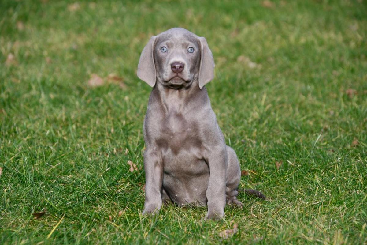 Weimaraner pups te koop | Weimaraner Fokker | België